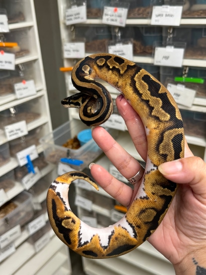 Pied (Low White) Ball Python by MB Exotics