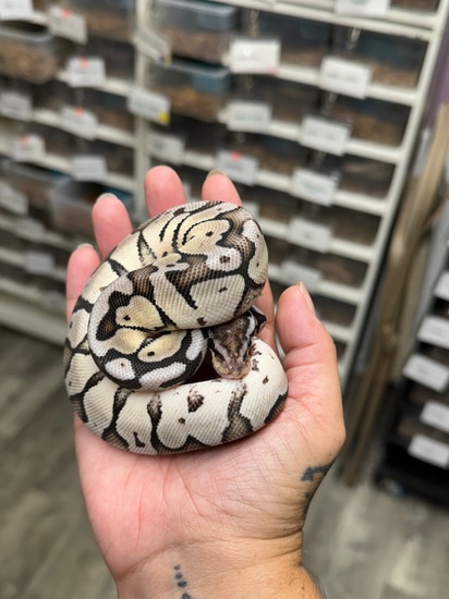 Super Pastel Axanthic TSK Ball Python by MB Exotics