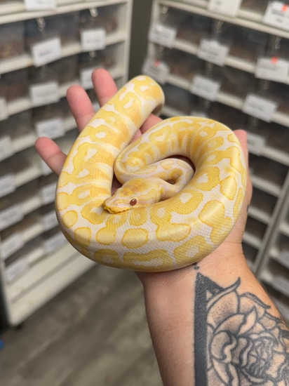 Lavender Green Pastel Ball Python by MB Exotics