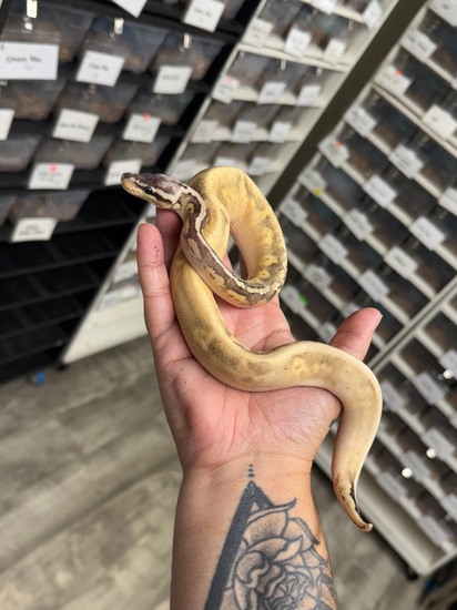 Super Pastel Calico Ball Python by MB Exotics