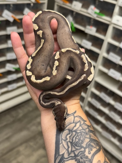 Super GHI Mojave Yellowbelly Ball Python by MB Exotics