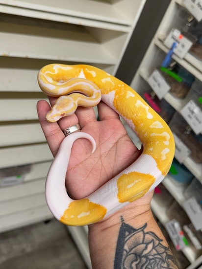 Leopard Albino Pied Ball Python by MB Exotics
