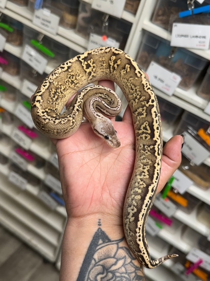 Pewter Fire Acid Yellowbelly/Gravel Ball Python by MB Exotics
