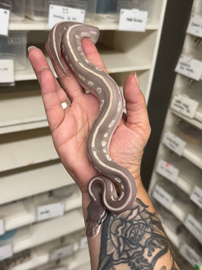 Mystic Potion Ball Python by MB Exotics