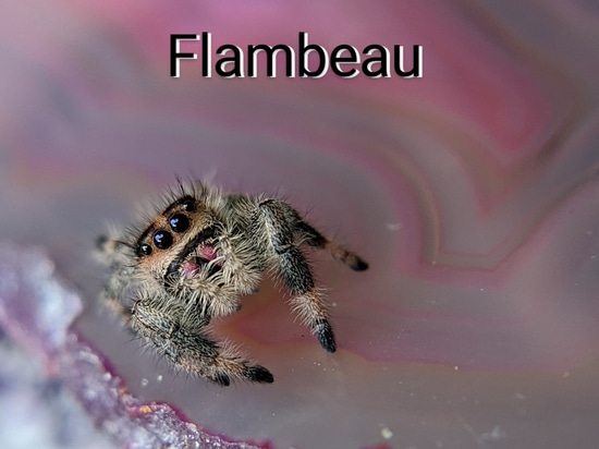 Phidippus Regius (Regal Jumping Spider) by Bisbee Bugs