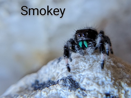 Phidippus Regius (Regal Jumping Spider) by Bisbee Bugs