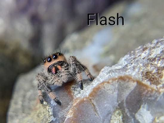 Phidippus Regius (Regal Jumping Spider) by Bisbee Bugs