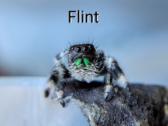 Phidippus Regius (Regal Jumping Spider) by Bisbee Bugs