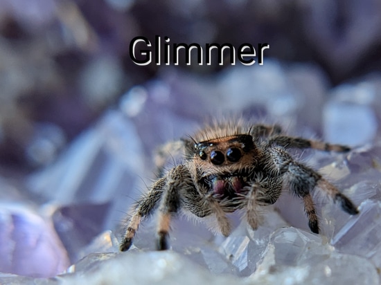 Phidippus Regius (Regal Jumping Spider) by Bisbee Bugs