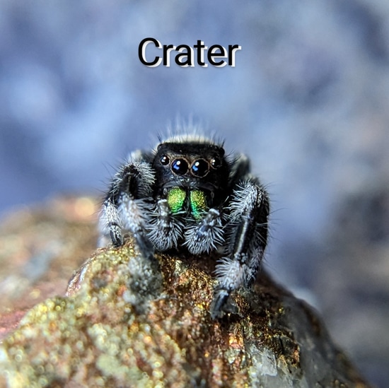 Phidippus Regius (Regal Jumping Spider) by Bisbee Bugs