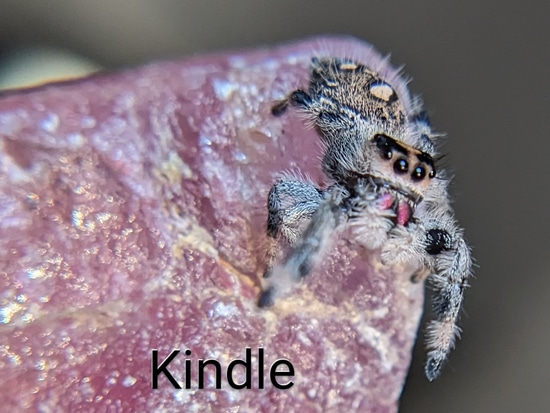 Phidippus Regius (Regal Jumping Spider) by Bisbee Bugs