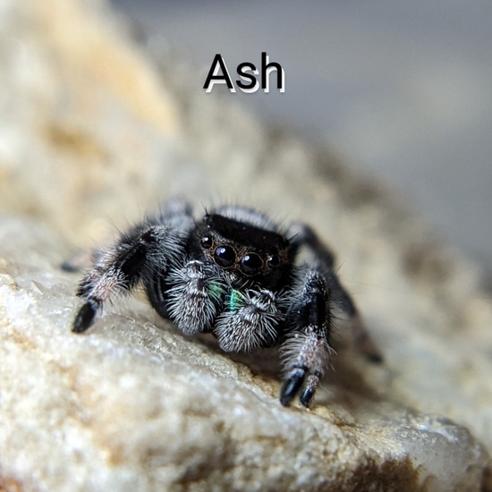 Phidippus Regius (Regal Jumping Spider) by Bisbee Bugs
