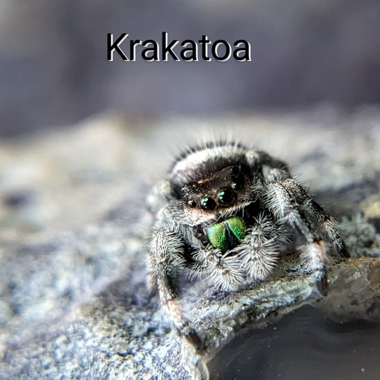 Phidippus Regius (Regal Jumping Spider) by Bisbee Bugs