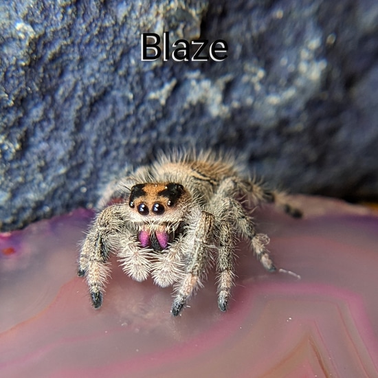Phidippus Regius (Regal Jumping Spider) by Bisbee Bugs