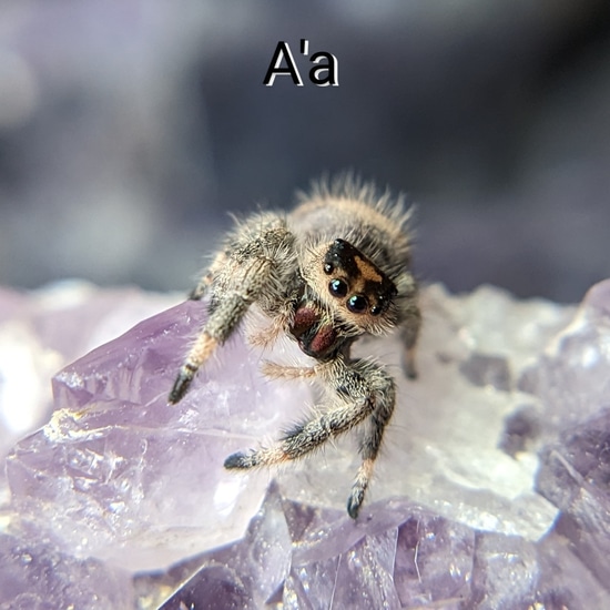 Phidippus Regius (Regal Jumping Spider) by Bisbee Bugs
