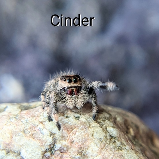 Phidippus Regius (Regal Jumping Spider) by Bisbee Bugs