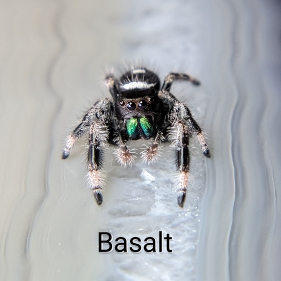 Phidippus Regius (Regal Jumping Spider) by Bisbee Bugs
