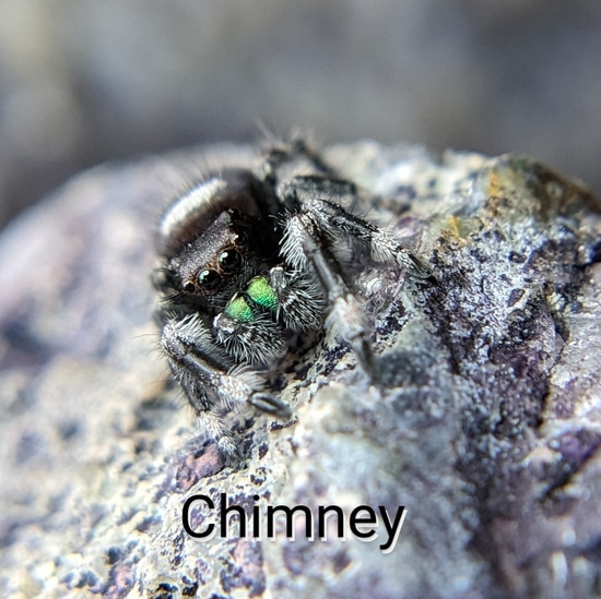 Phidippus Regius (Regal Jumping Spider) by Bisbee Bugs