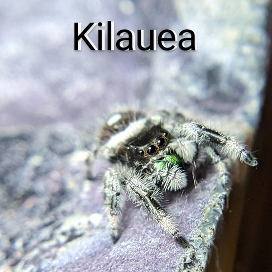 Phidippus Regius (Regal Jumping Spider) by Bisbee Bugs