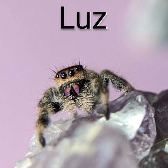 Phidippus Regius (Regal Jumping Spider) by Bisbee Bugs