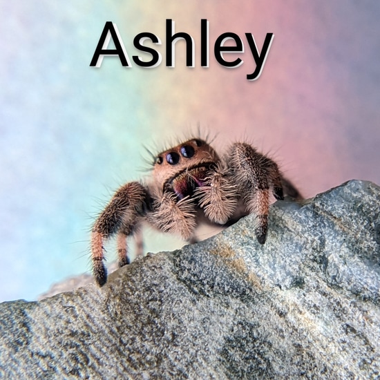 Phidippus Regius (Regal Jumping Spider) by Bisbee Bugs