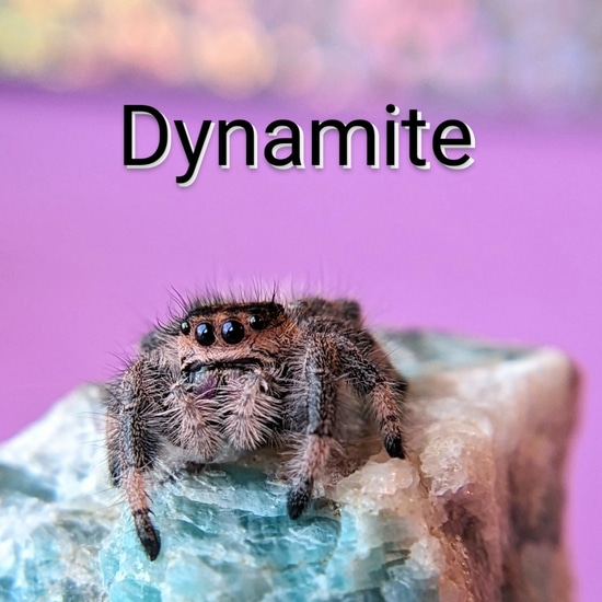 Phidippus Regius (Regal Jumping Spider) by Bisbee Bugs