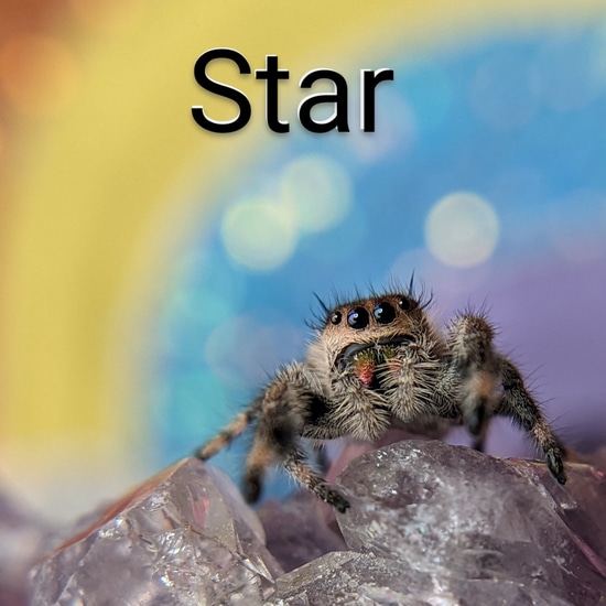 Phidippus Regius (Regal Jumping Spider) by Bisbee Bugs