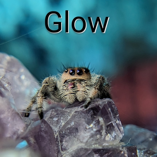 Phidippus Regius (Regal Jumping Spider) by Bisbee Bugs