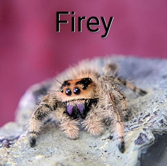 Phidippus Regius (Regal Jumping Spider) by Bisbee Bugs