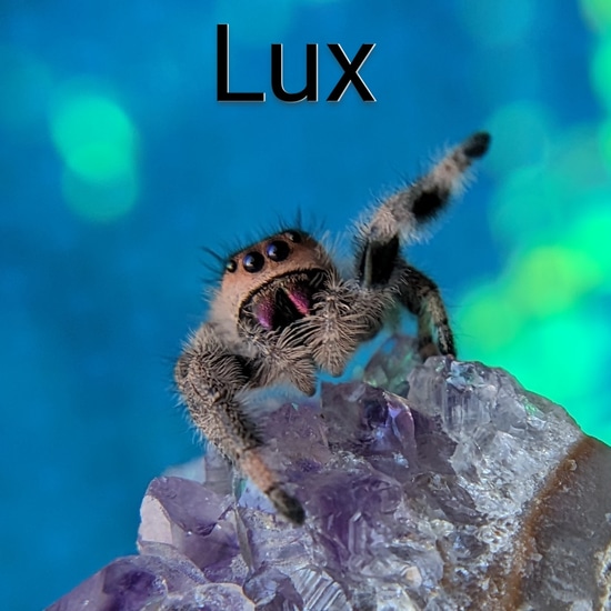Phidippus Regius (Regal Jumping Spider) by Bisbee Bugs