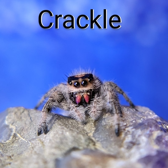 Phidippus Regius (Regal Jumping Spider) by Bisbee Bugs