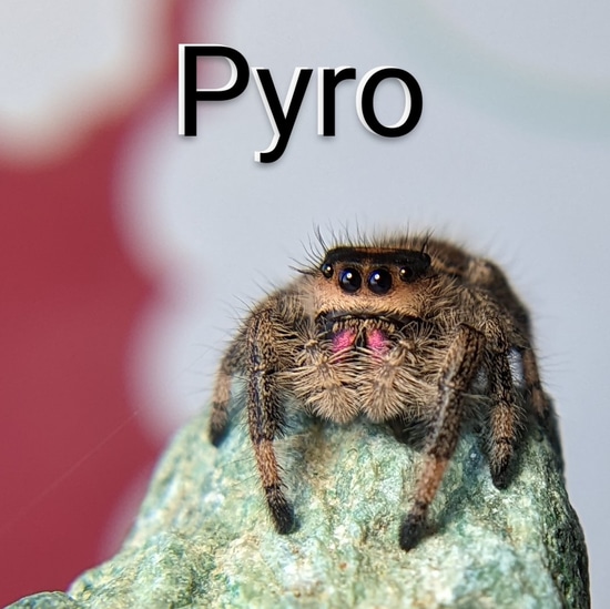 Phidippus Regius (Regal Jumping Spider) by Bisbee Bugs