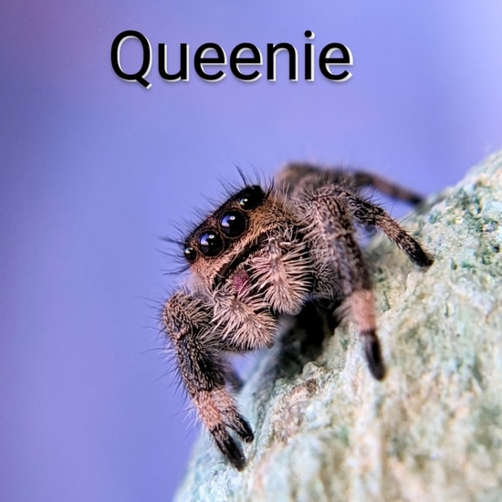 Phidippus Regius (Regal Jumping Spider) by Bisbee Bugs