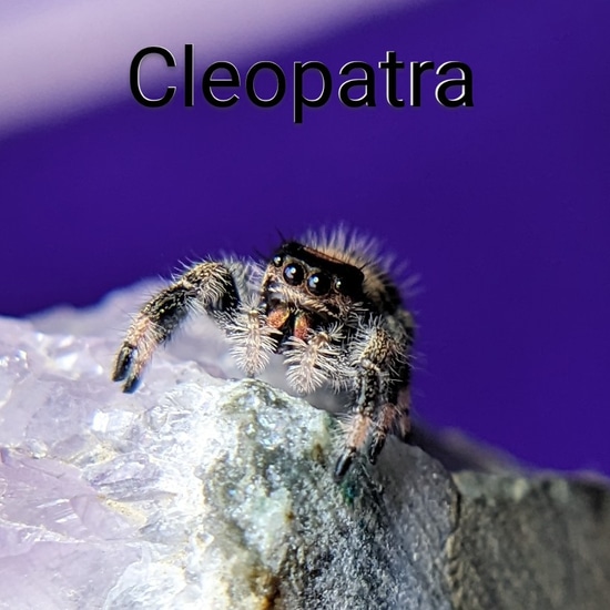 Phidippus Regius (Regal Jumping Spider) by Bisbee Bugs