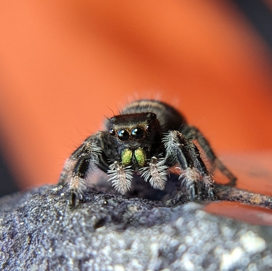 Phidippus Regius (Regal Jumping Spider) by Bisbee Bugs