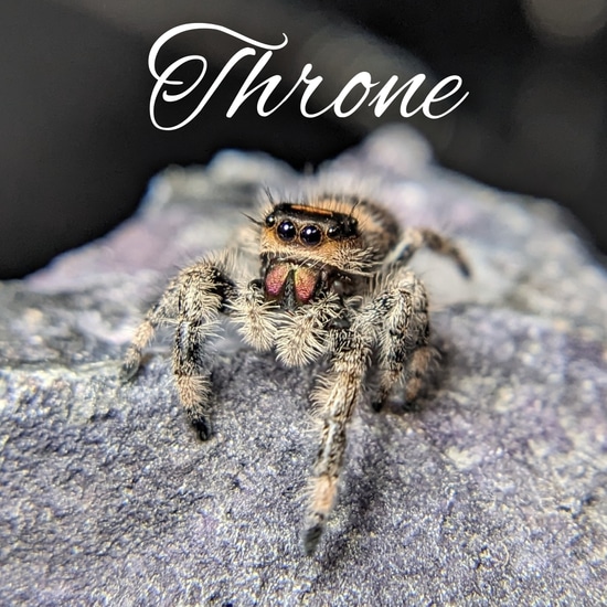 Phidippus Regius (Regal Jumping Spider) I6 by Bisbee Bugs