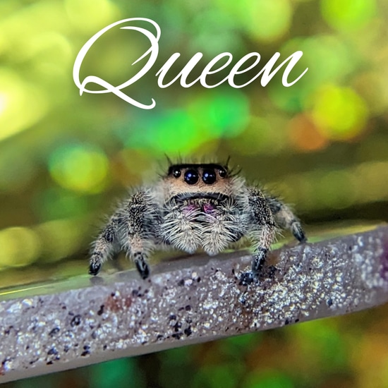 Phidippus Regius (Regal Jumping Spider) I7 by Bisbee Bugs