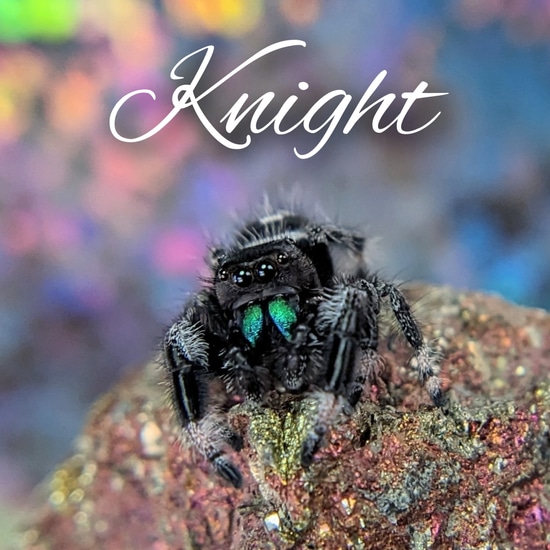 Phidippus Regius (Regal Jumping Spider) I6 by Bisbee Bugs