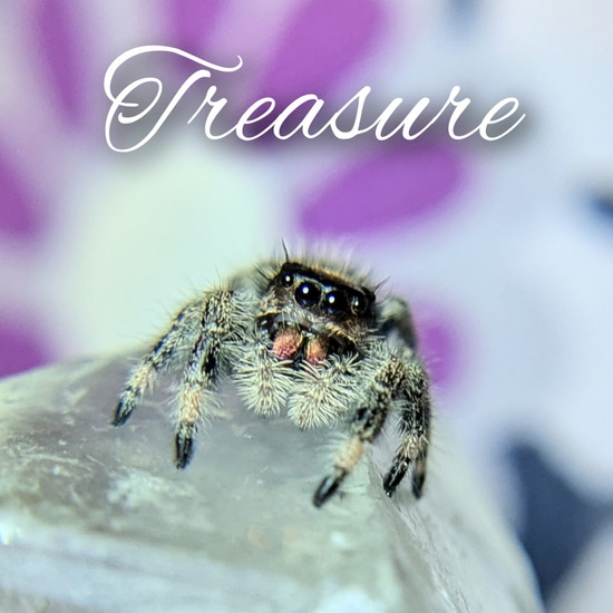 Phidippus Regius (Regal Jumping Spider) I6 by Bisbee Bugs