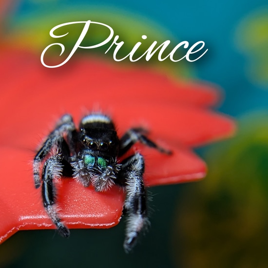 Phidippus Regius (Regal Jumping Spider) Adult by Bisbee Bugs