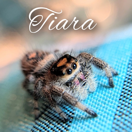 Phidippus Regius (Regal Jumping Spider) I7 by Bisbee Bugs