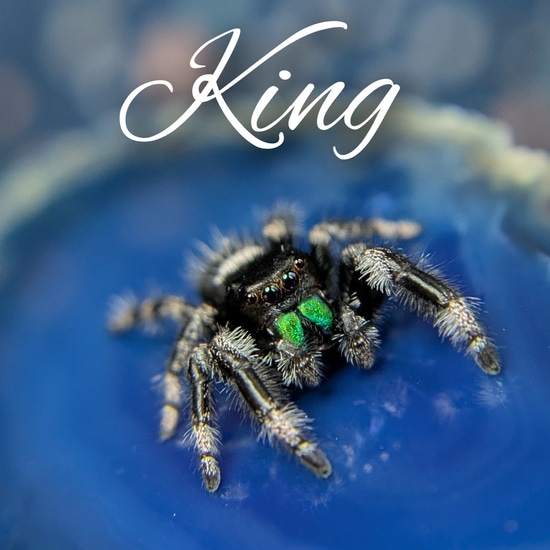 Phidippus Regius (Regal Jumping Spider) I7 by Bisbee Bugs