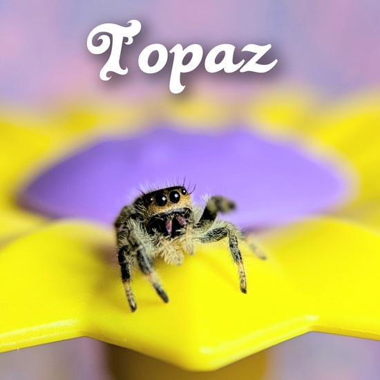 Phidippus Regius (Regal Jumping Spider) I6 by Bisbee Bugs