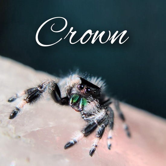 Phidippus Regius (Regal Jumping Spider) I7 by Bisbee Bugs