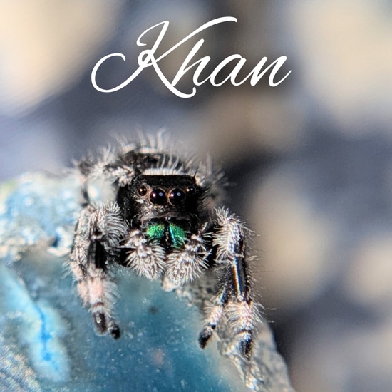 Phidippus Regius (Regal Jumping Spider) I7 by Bisbee Bugs