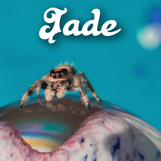 Phidippus Regius (Regal Jumping Spider) I7 by Bisbee Bugs