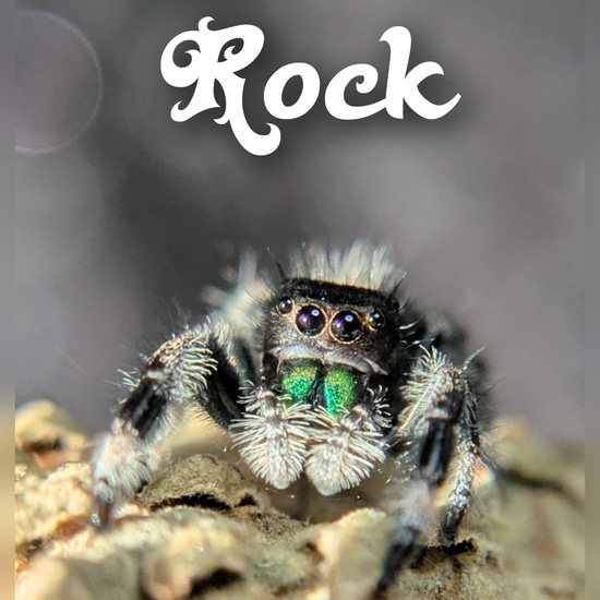 Phidippus Regius (Regal Jumping Spider) I6 by Bisbee Bugs