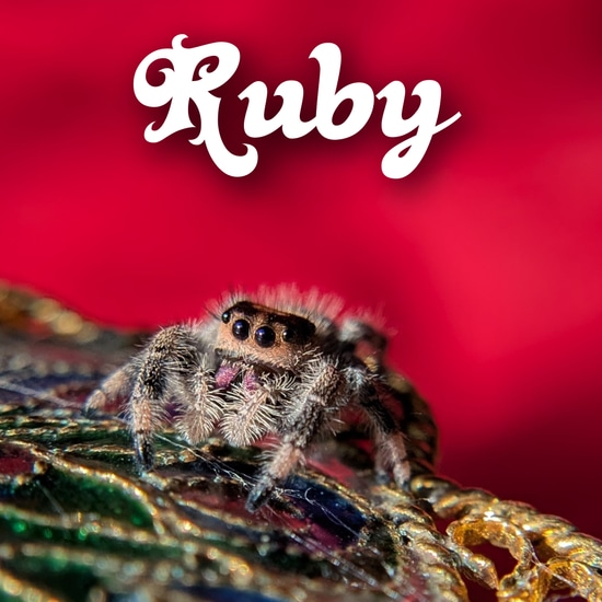 Phidippus Regius (Regal Jumping Spider) I6 by Bisbee Bugs