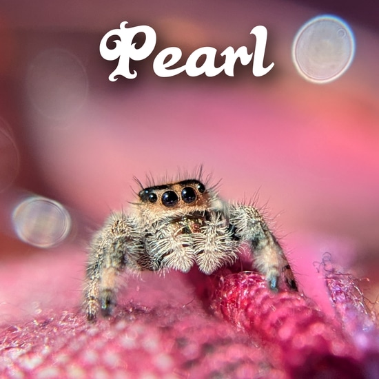Phidippus Regius (Regal Jumping Spider) I6 by Bisbee Bugs