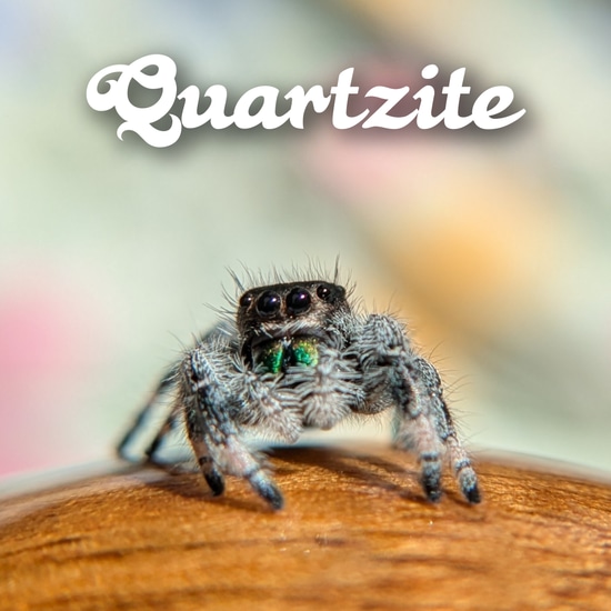 Phidippus Regius (Regal Jumping Spider) I6 by Bisbee Bugs